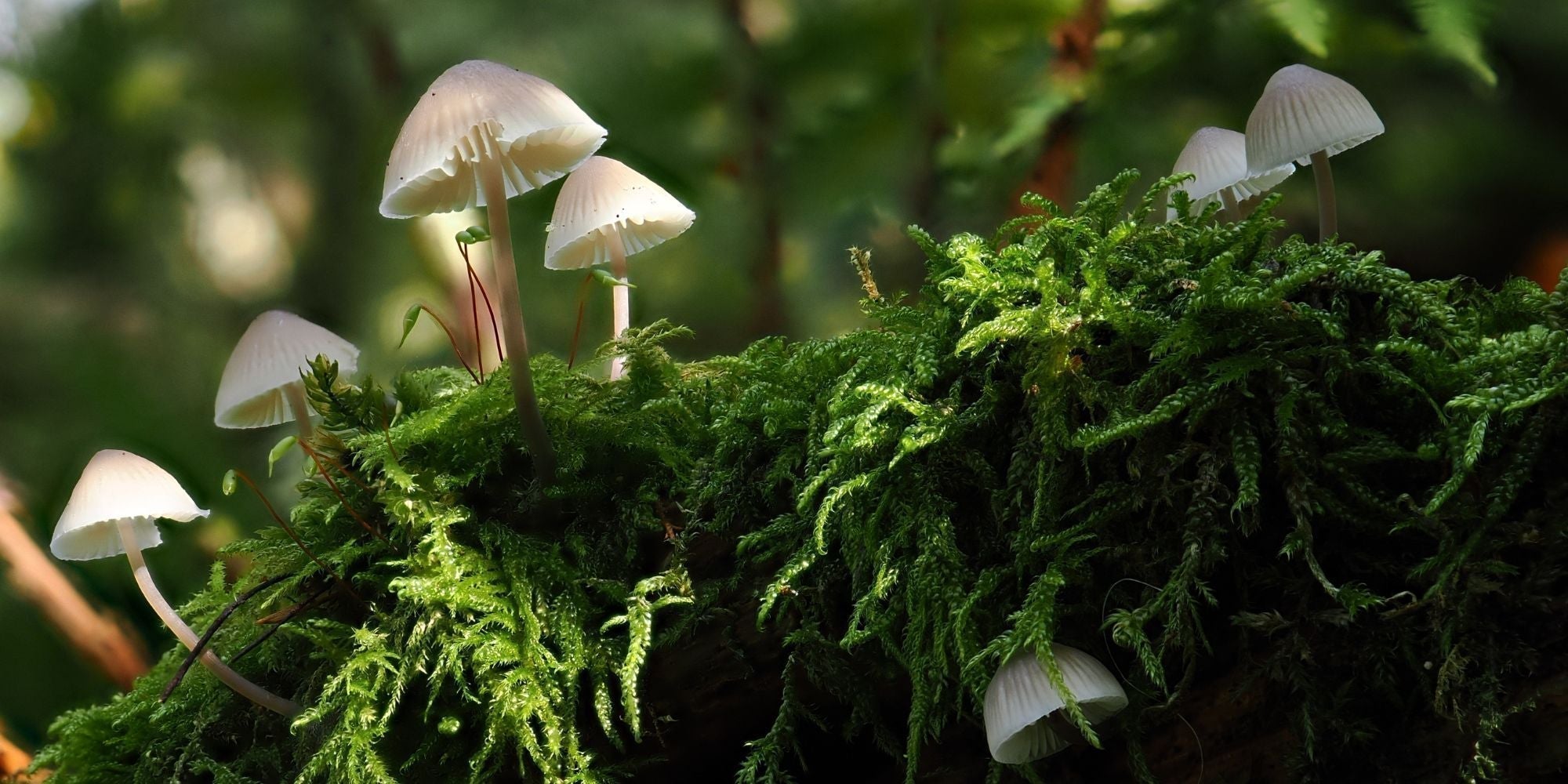 Best tripods for Macro Photography – Vanguard World UK