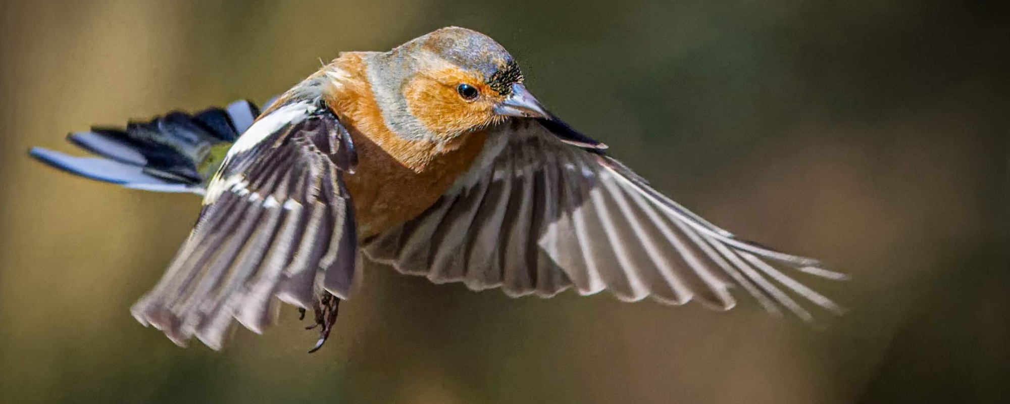 Garden Bird Photography Tips – Vanguard World UK